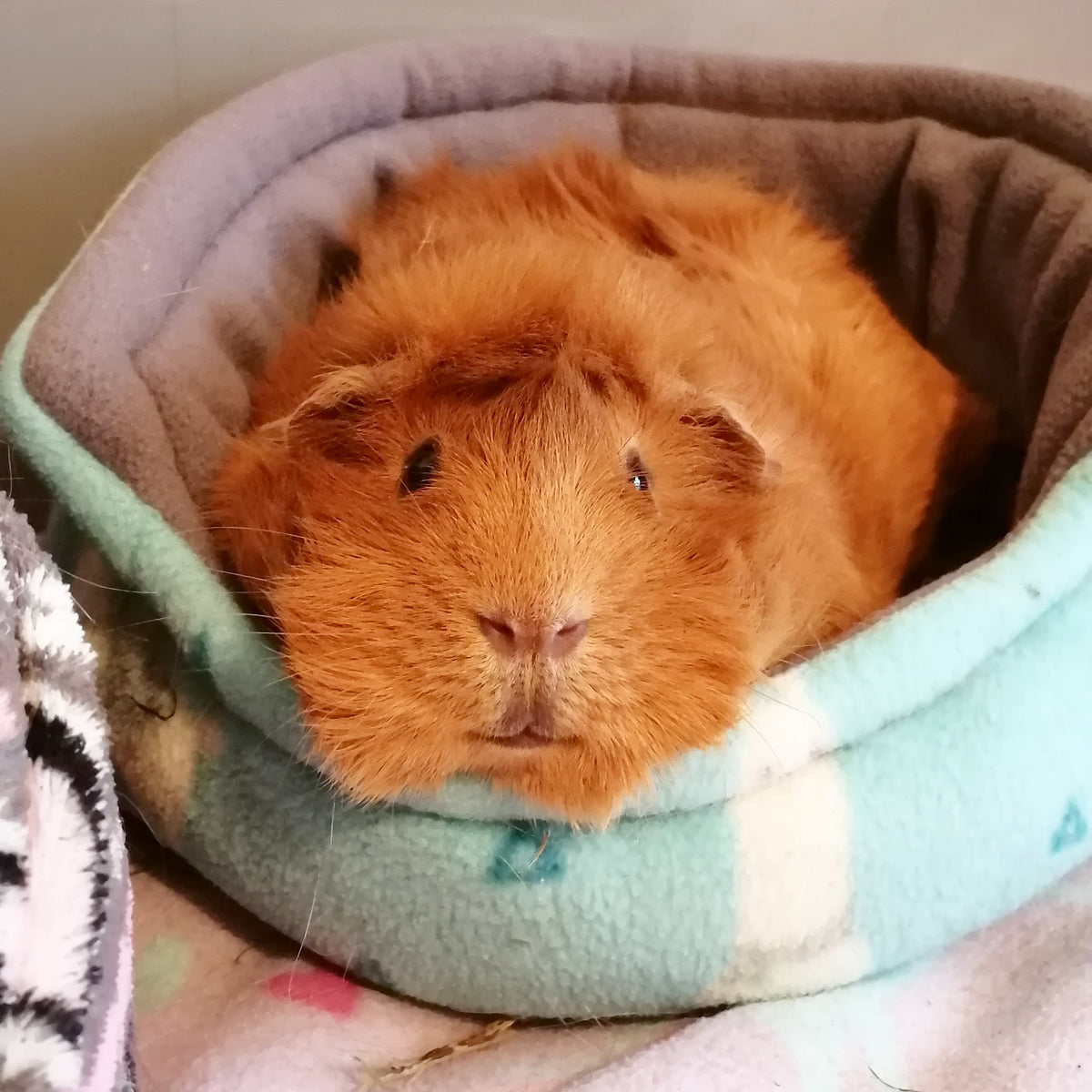 Latest Shop Update – Pampered Piggies Boutique